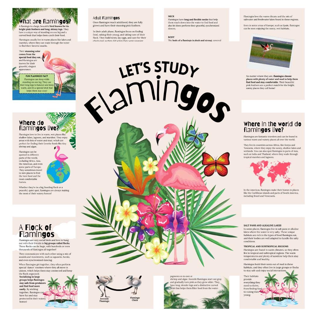 Flamingo Homeschool Study Unit | Digital Download Curriculum - Etsy