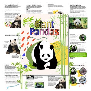 Giant Panda Homeschool Study Unit | Digital Download Curriculum - Etsy