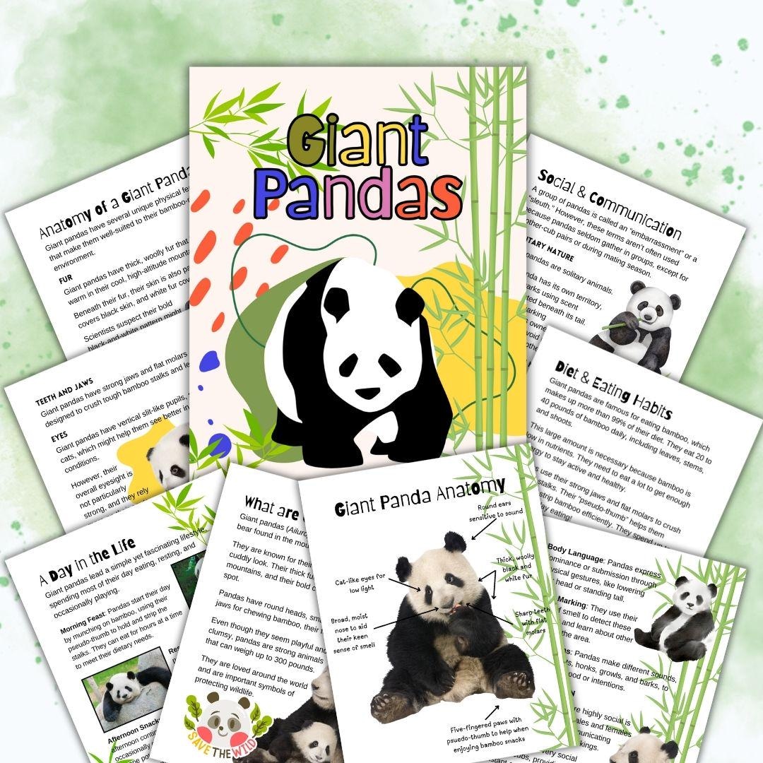 Giant Panda Homeschool Study Unit | Digital Download Curriculum - Etsy