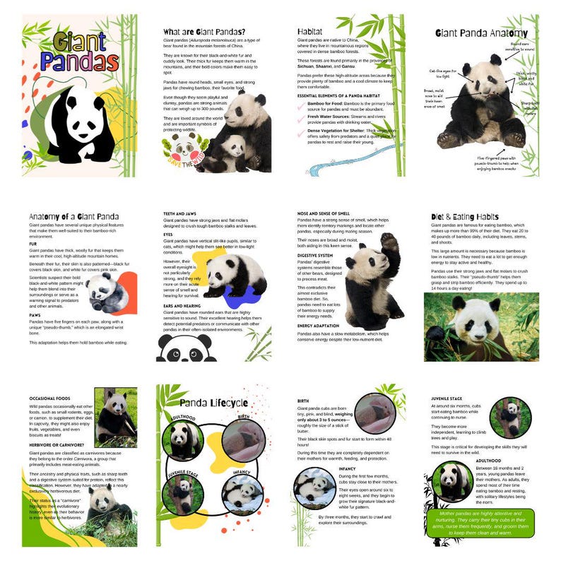 Giant Panda Homeschool Study Unit | Digital Download Curriculum - Etsy
