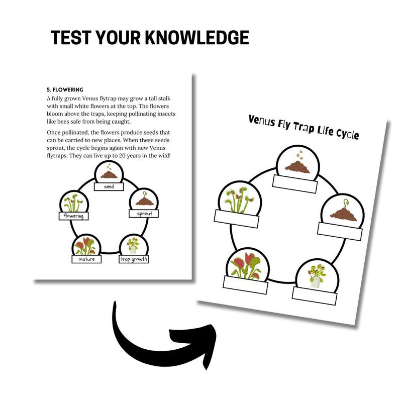 Mini Venus Fly Trap Plant Homeschool Study Unit | Digital Download ...