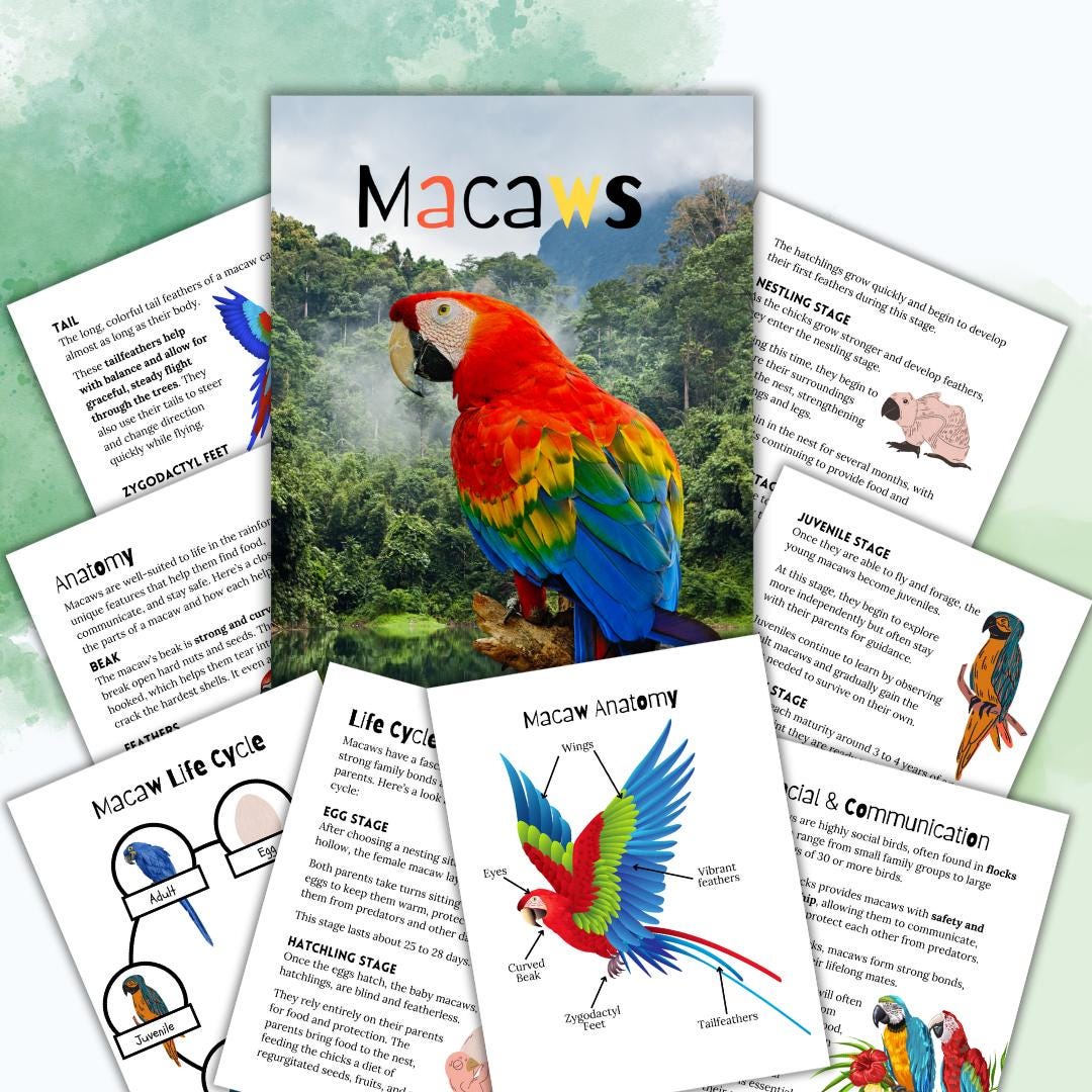 Macaw Homeschool Mini Study Unit | Birds Digital Download Curriculum - Etsy