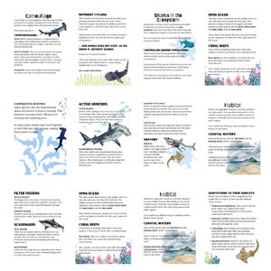 Shark Homeschool Study Unit | Digital Download Curriculum - Etsy
