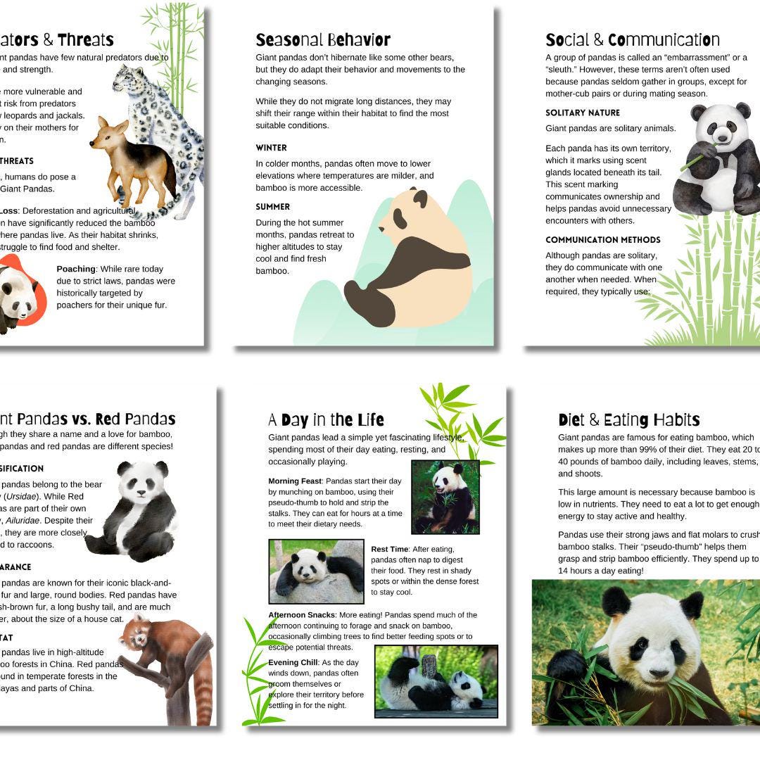Giant Panda Homeschool Study Unit | Digital Download Curriculum - Etsy
