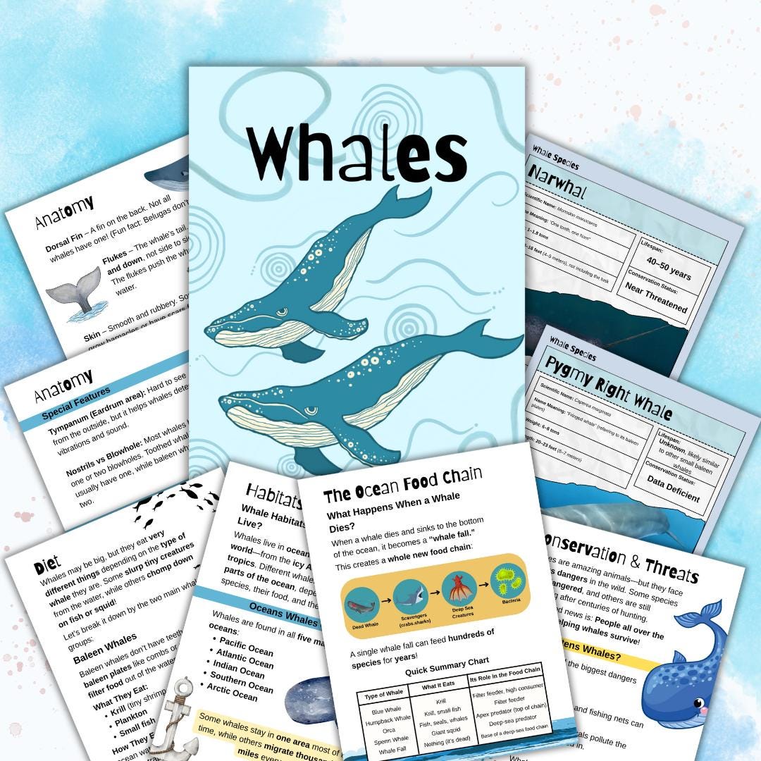 Whales Homeschool Study Unit | Ocean Digital Download Curriculum - Etsy