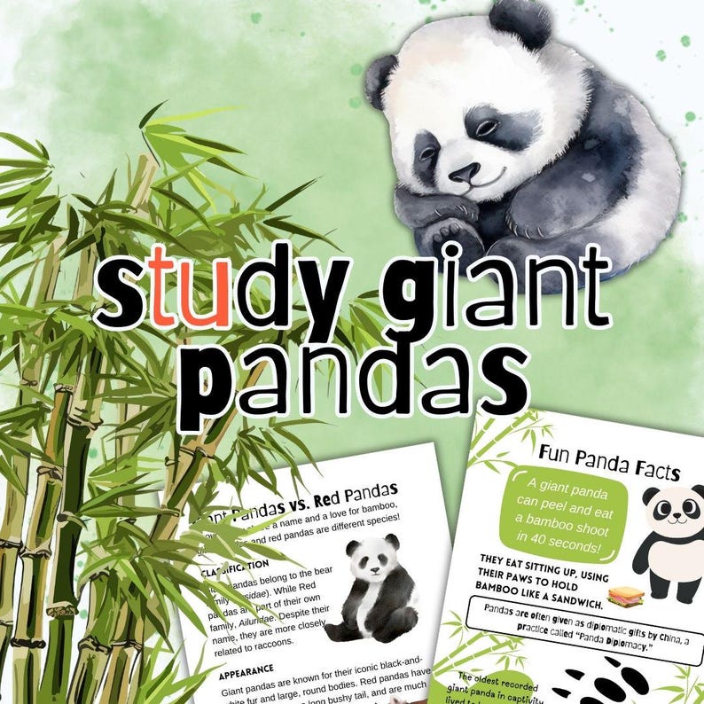 Giant Panda Homeschool Study Unit | Digital Download Curriculum - Etsy
