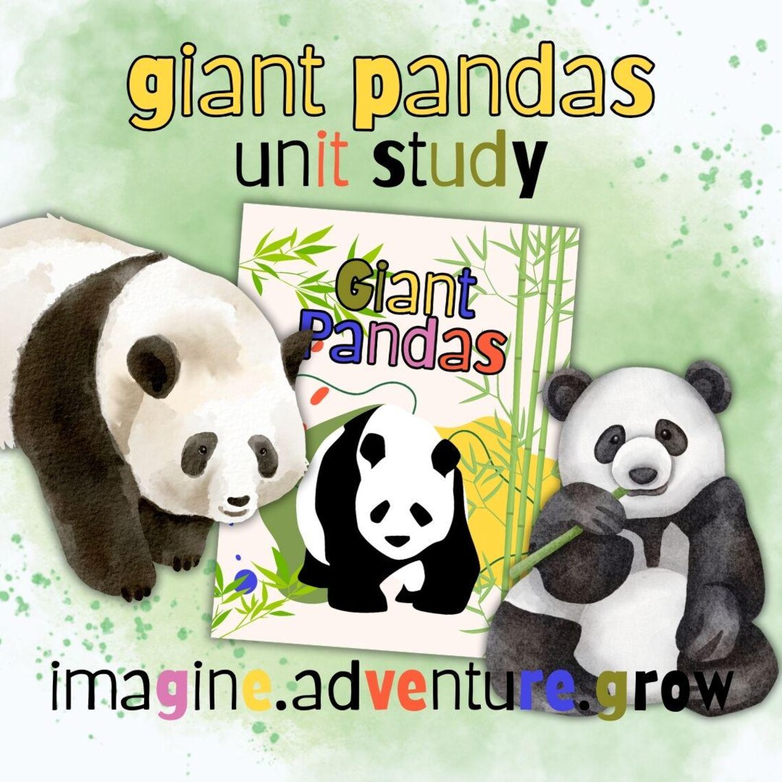 Giant Panda Homeschool Study Unit | Digital Download Curriculum - Etsy