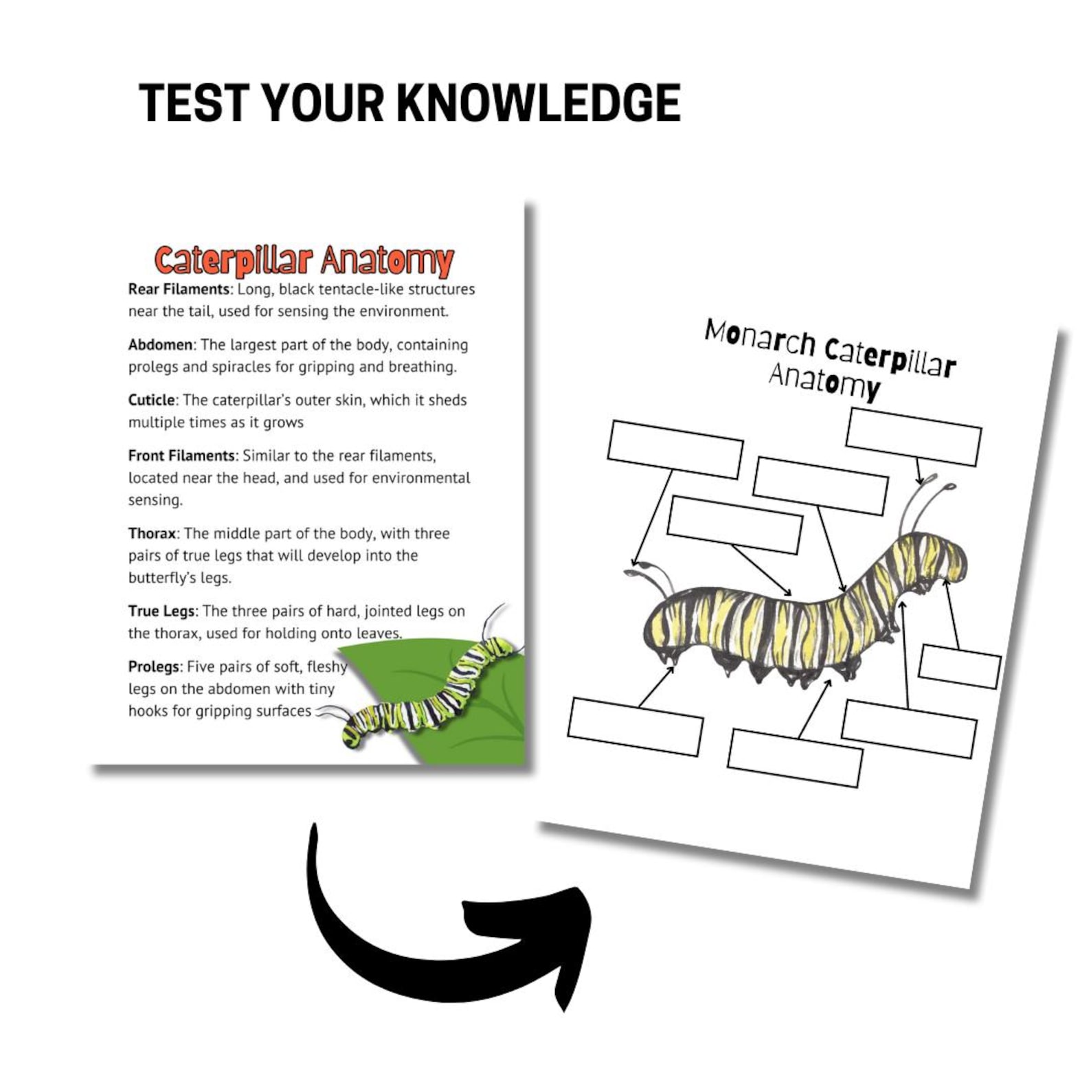 Monarch Butterflies Homeschool Mini Study Unit | Digital Download ...