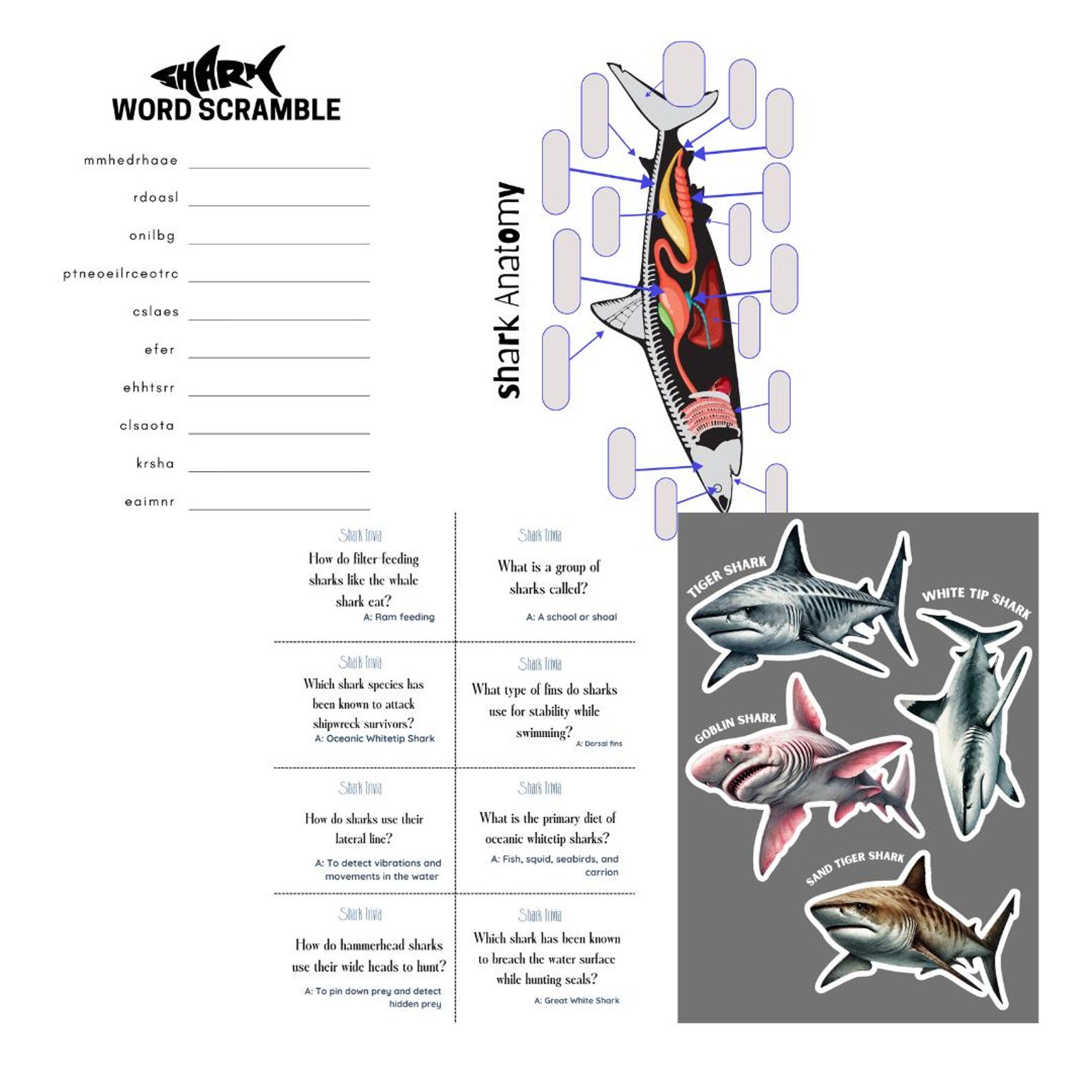 Shark Homeschool Study Unit | Digital Download Curriculum - Etsy