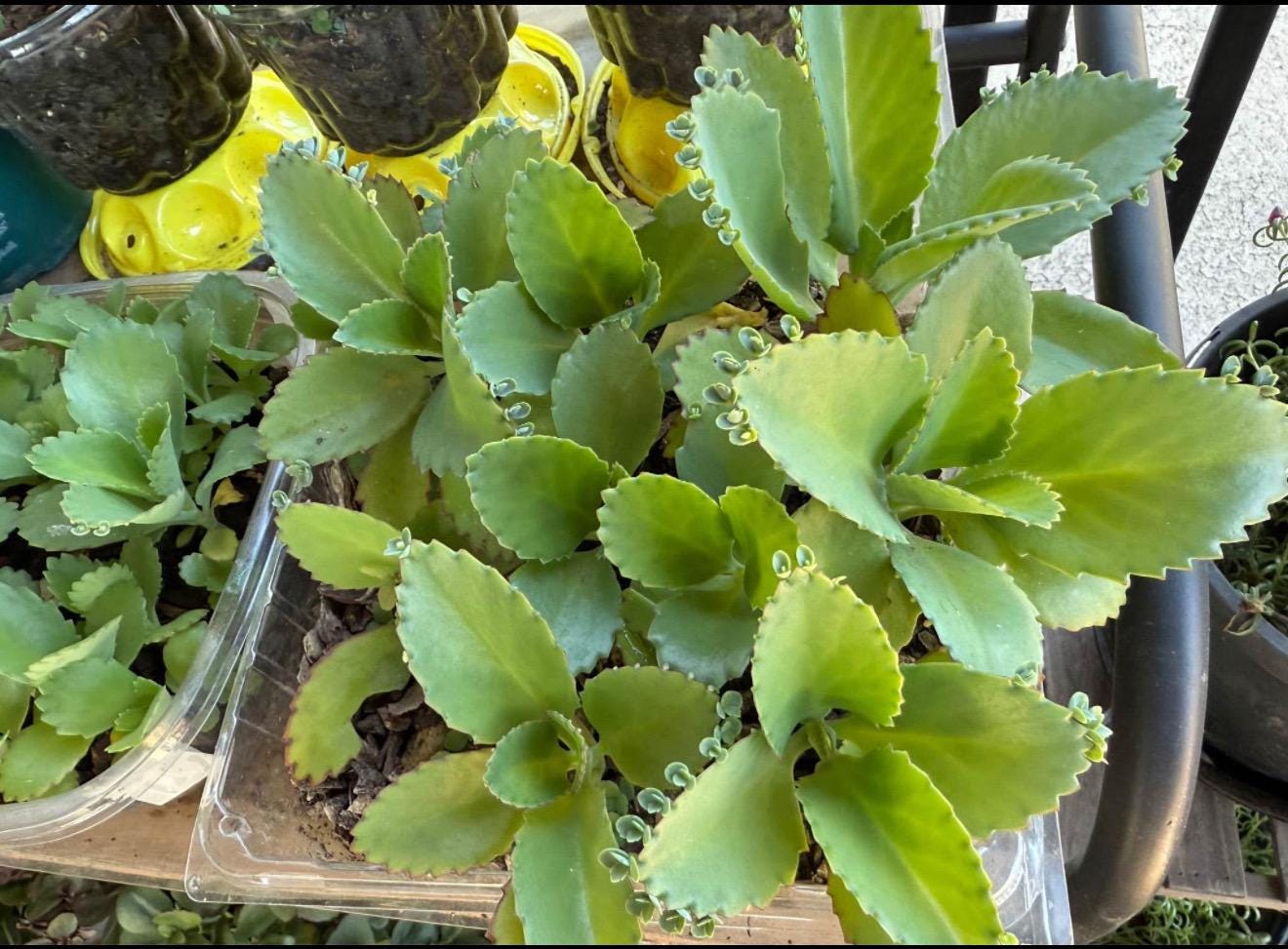 Kalanchoe Alligator Live Plant, Mother of Thousands Plant - Etsy