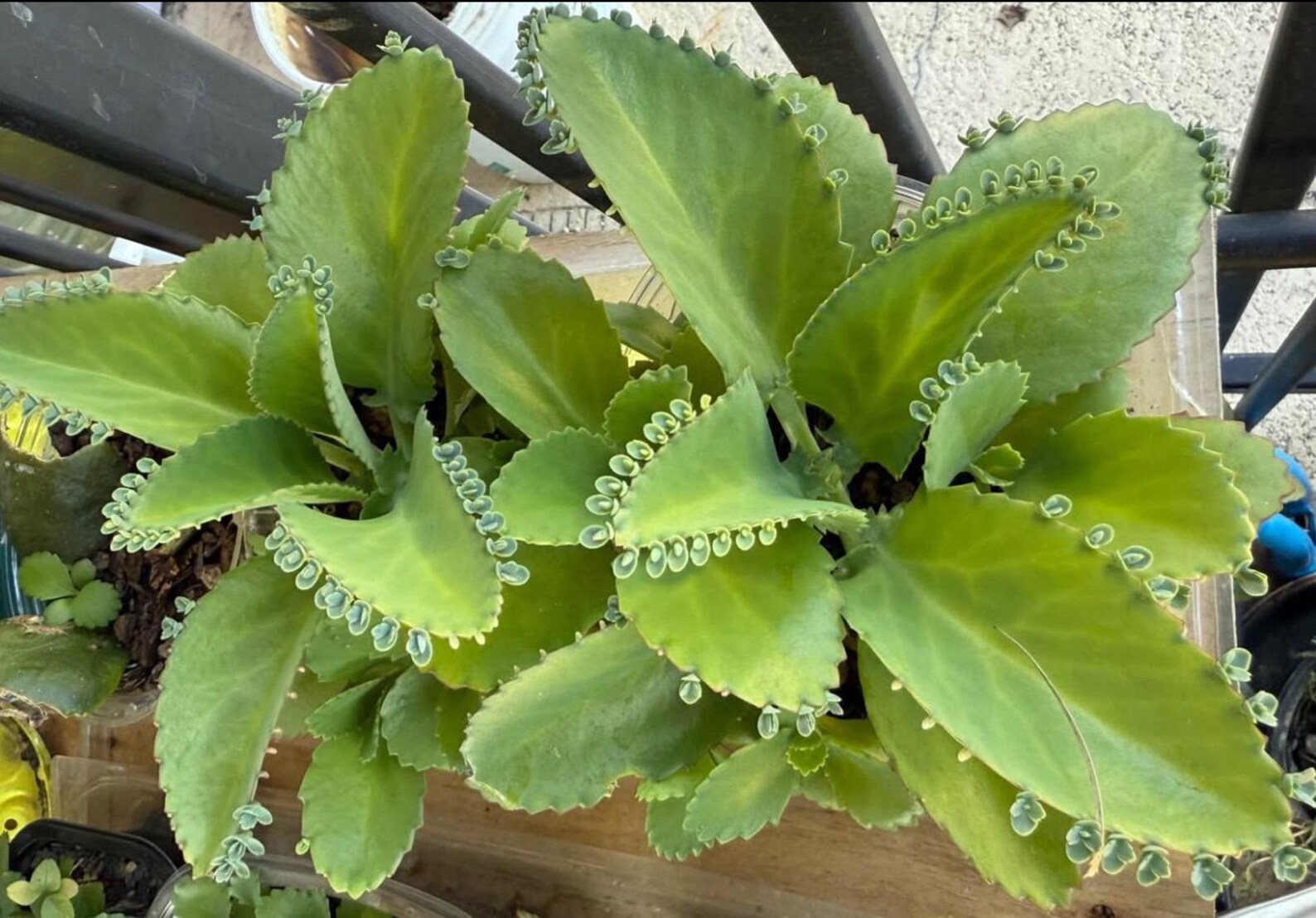 Kalanchoe Alligator Live Plant, Mother of Thousands Plant - Etsy