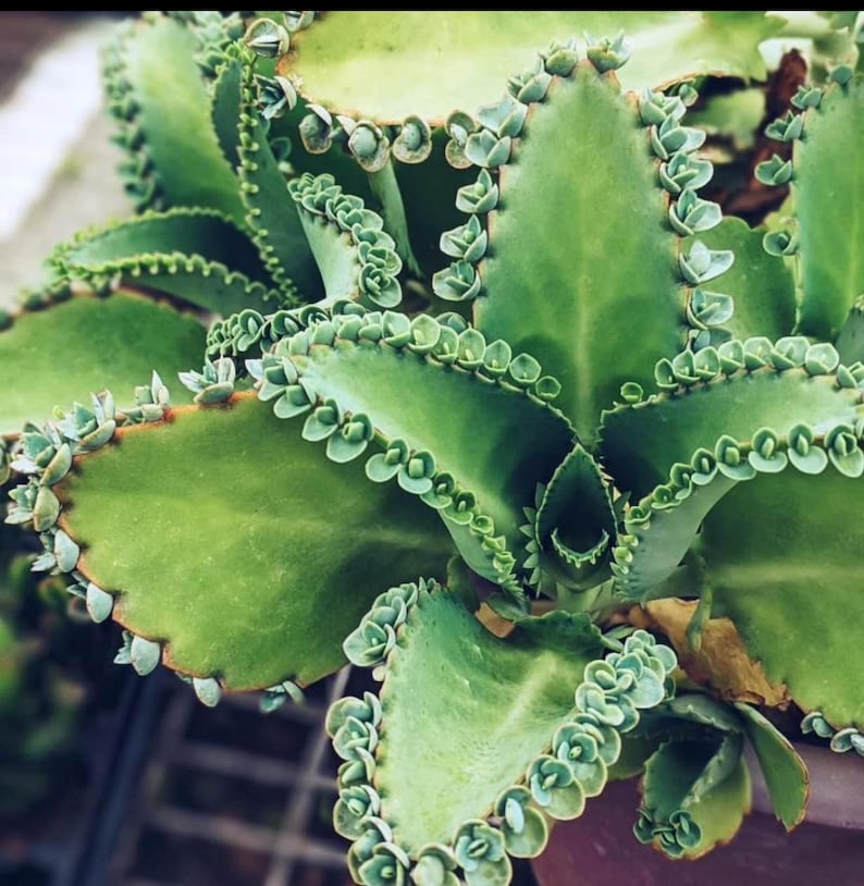 Kalanchoe Alligator Live Plant, Mother of Thousands Plant - Etsy