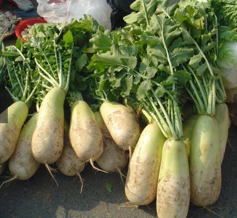 Korean White Green Radish Seeds:home Grown, Heirloom, Non-gmo - Etsy