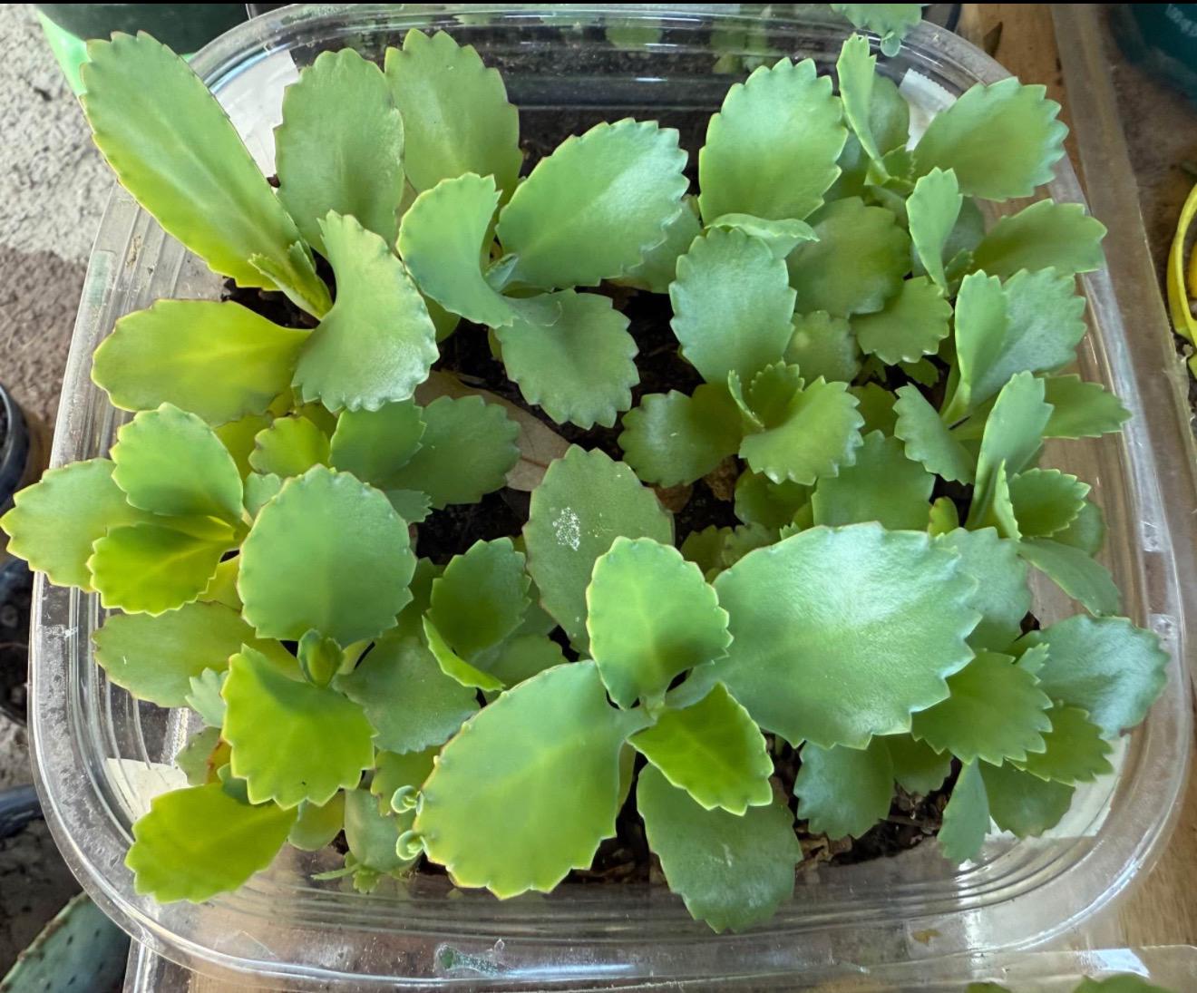 Kalanchoe Alligator Live Plant, Mother of Thousands Plant - Etsy