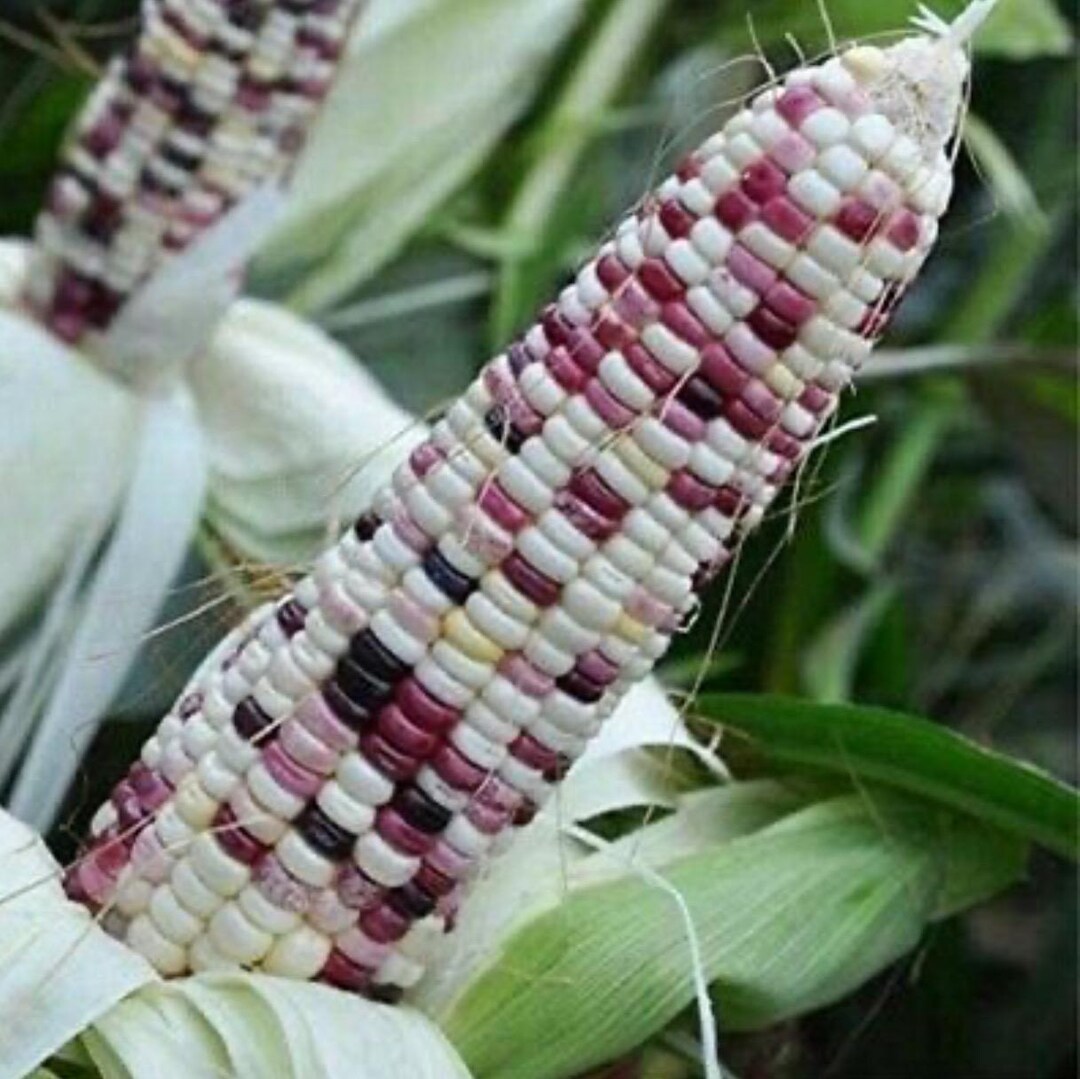 Sweet Waxy Corn Seeds: Multi-color Glutinous Corn,home Grown, Non GMO ...