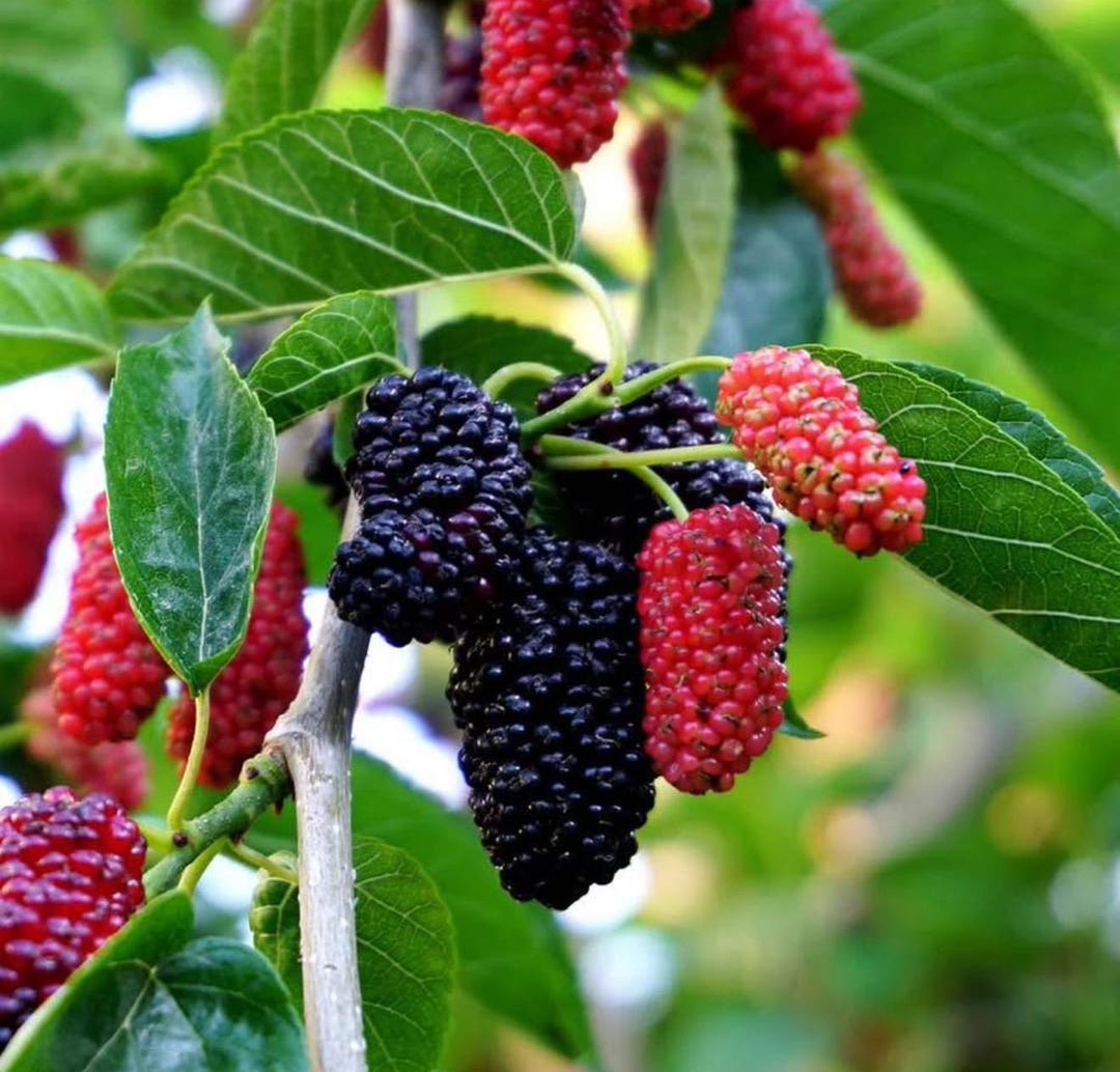 Mulberry Tree Plant: Dwarf Variety, Patio Container Fruit Tree - Etsy