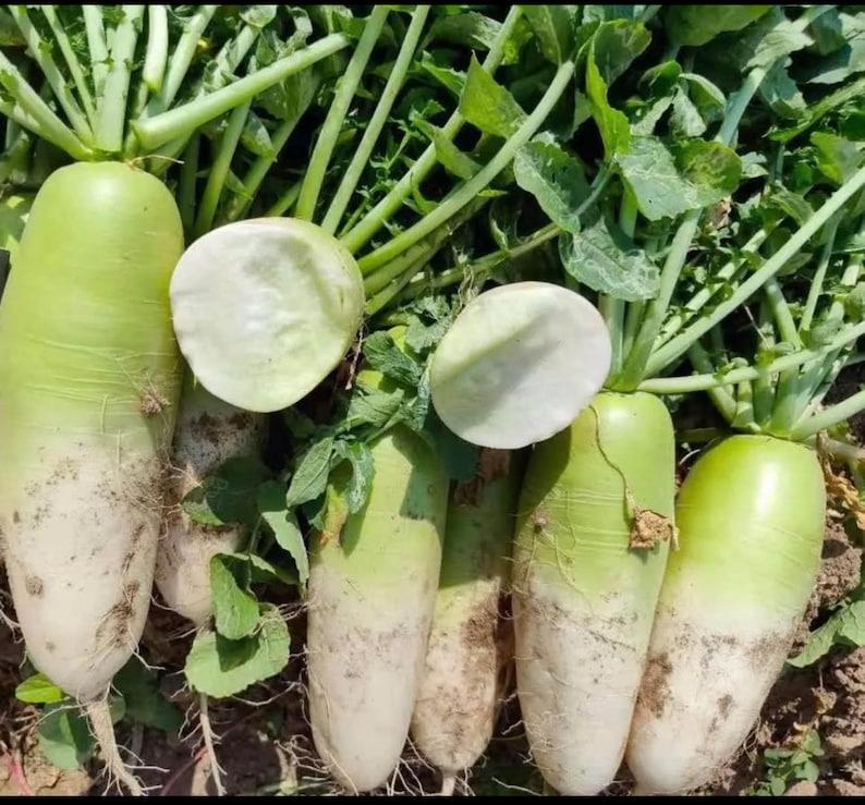 Korean White Green Radish Seeds:home Grown, Heirloom, Non-gmo - Etsy