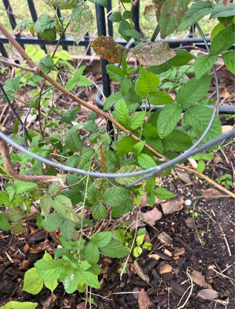 Heritage Red Raspberry Living Plant - Etsy