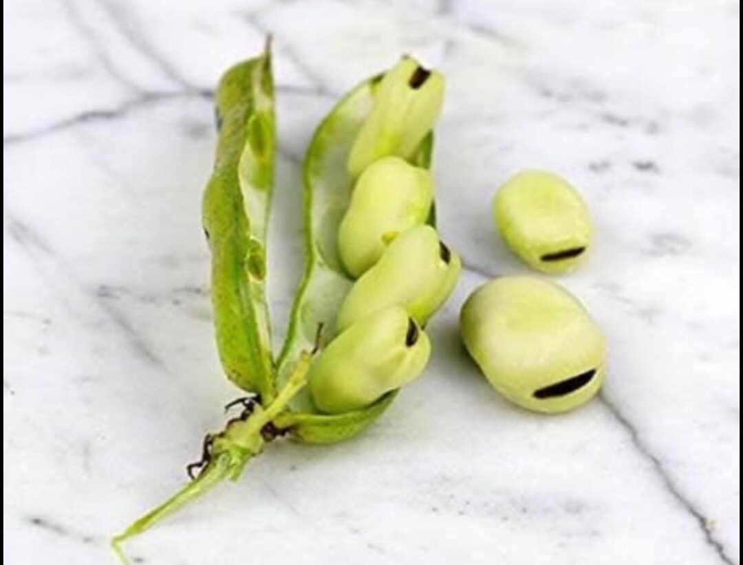 Heirloom Home Grown Organic Broad Bean Seeds - Etsy