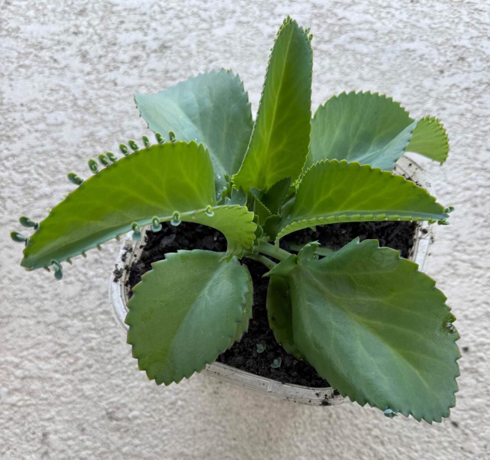 Kalanchoe Alligator Live Plant, Mother of Thousands Plant - Etsy