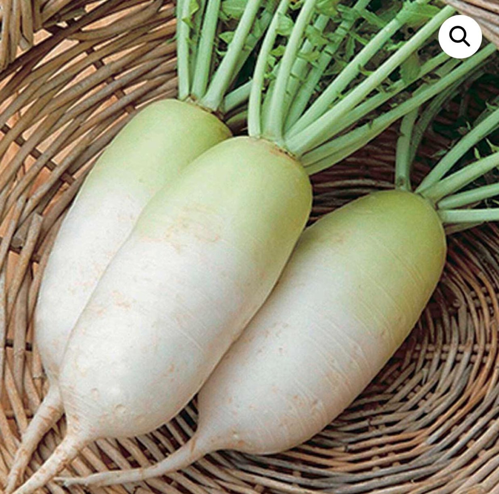Korean White Green Radish Seeds:home Grown, Heirloom, Non-gmo - Etsy