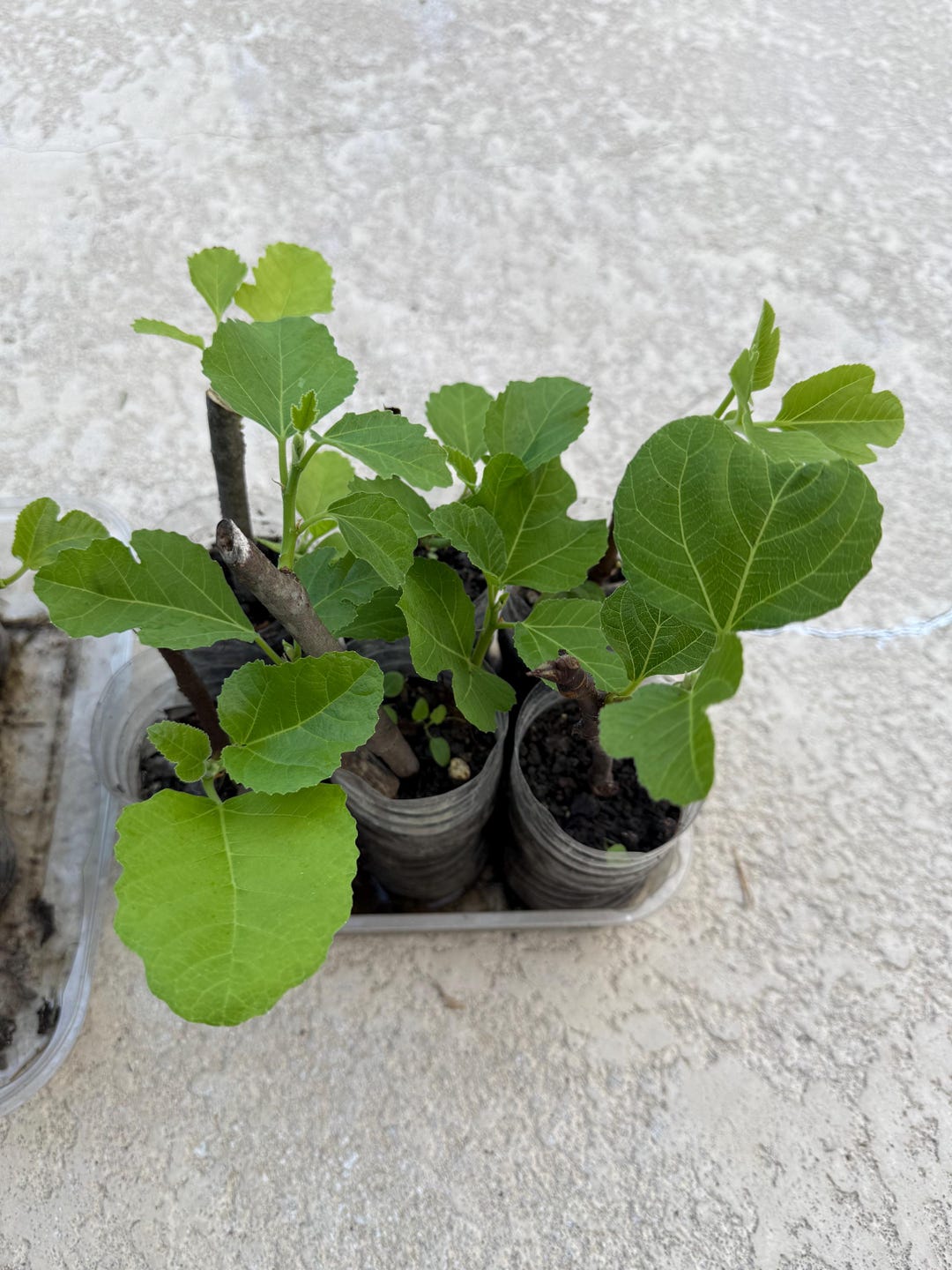 Italian Honey Fig Tree - Etsy