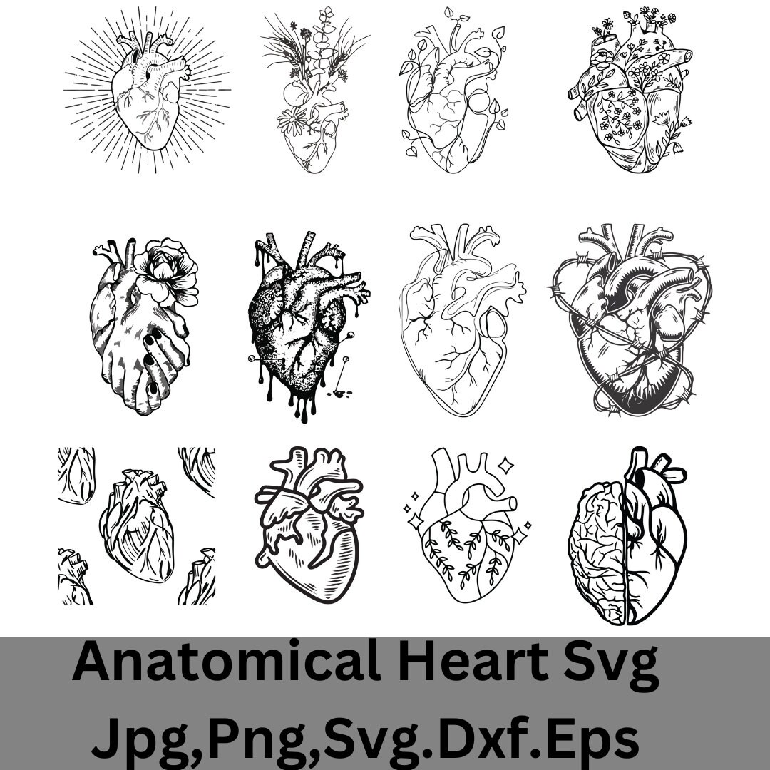 Anatomical Heart SVG: Medical Clip Art Decal (digital File) - Etsy