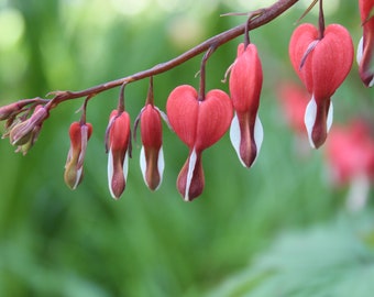 Bleeding Heart Flower Printable Greeting Card Instant Download Garden ...