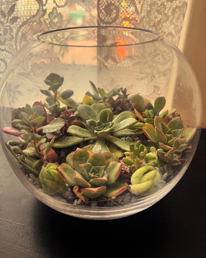 Custom Terrariums You Design It We Build It Perfect for Home Decor and ...