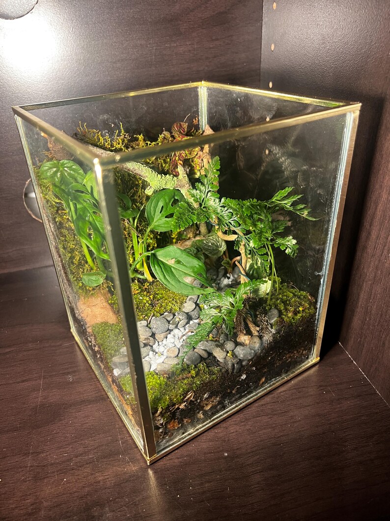 Custom Terrariums You Design It We Build It Perfect for Home Decor and ...