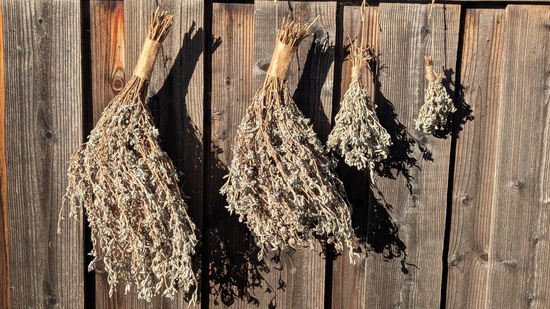 SUPER Aromatic Banya Venik (/vihta/vasta/vanta/sauna Whisk ...