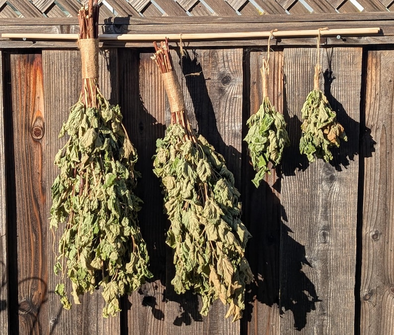 SUPER Aromatic Banya Venik (/vihta/vasta/vanta/sauna Whisk ...