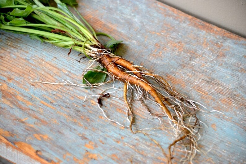 Organic Yellow Dock Root - Natural Herb for Herbal Blends and Tea ...