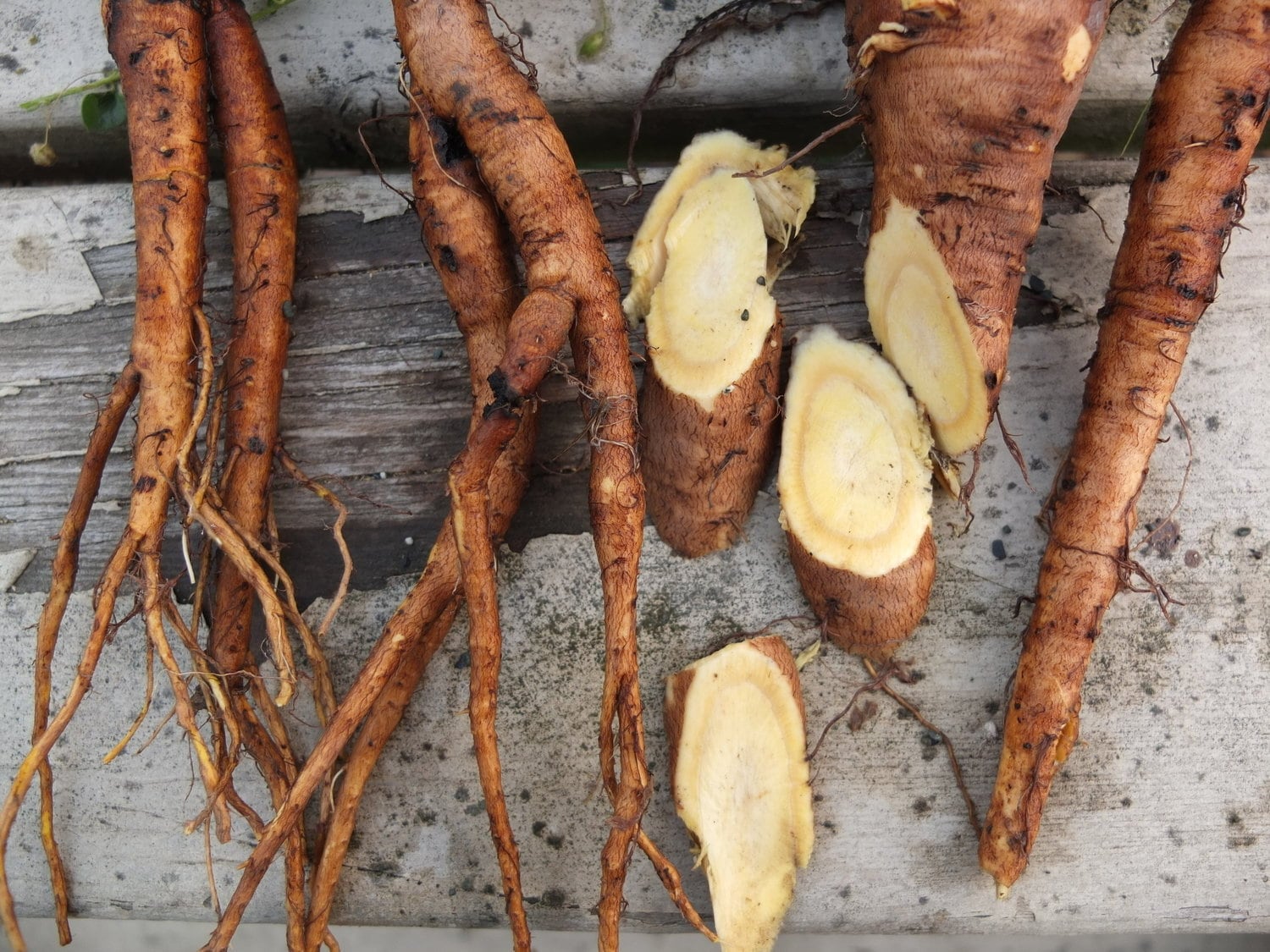 Organic Yellow Dock Root - Natural Herb for Herbal Blends and Tea ...