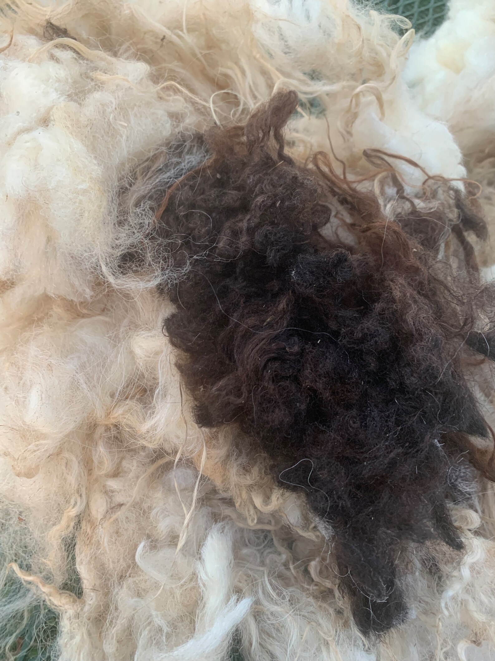 HEIDI Raw Wool Icelandic Sheep Lambswool, Icelandic Sheep, Wool for ...