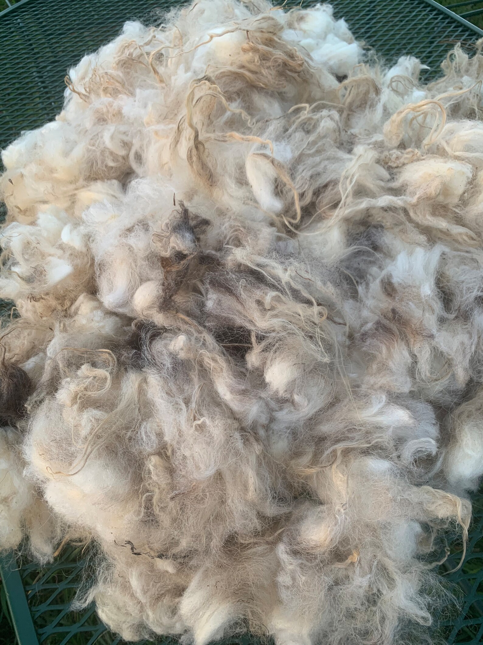 HEIDI Raw Wool Icelandic Sheep Lambswool, Icelandic Sheep, Wool for ...