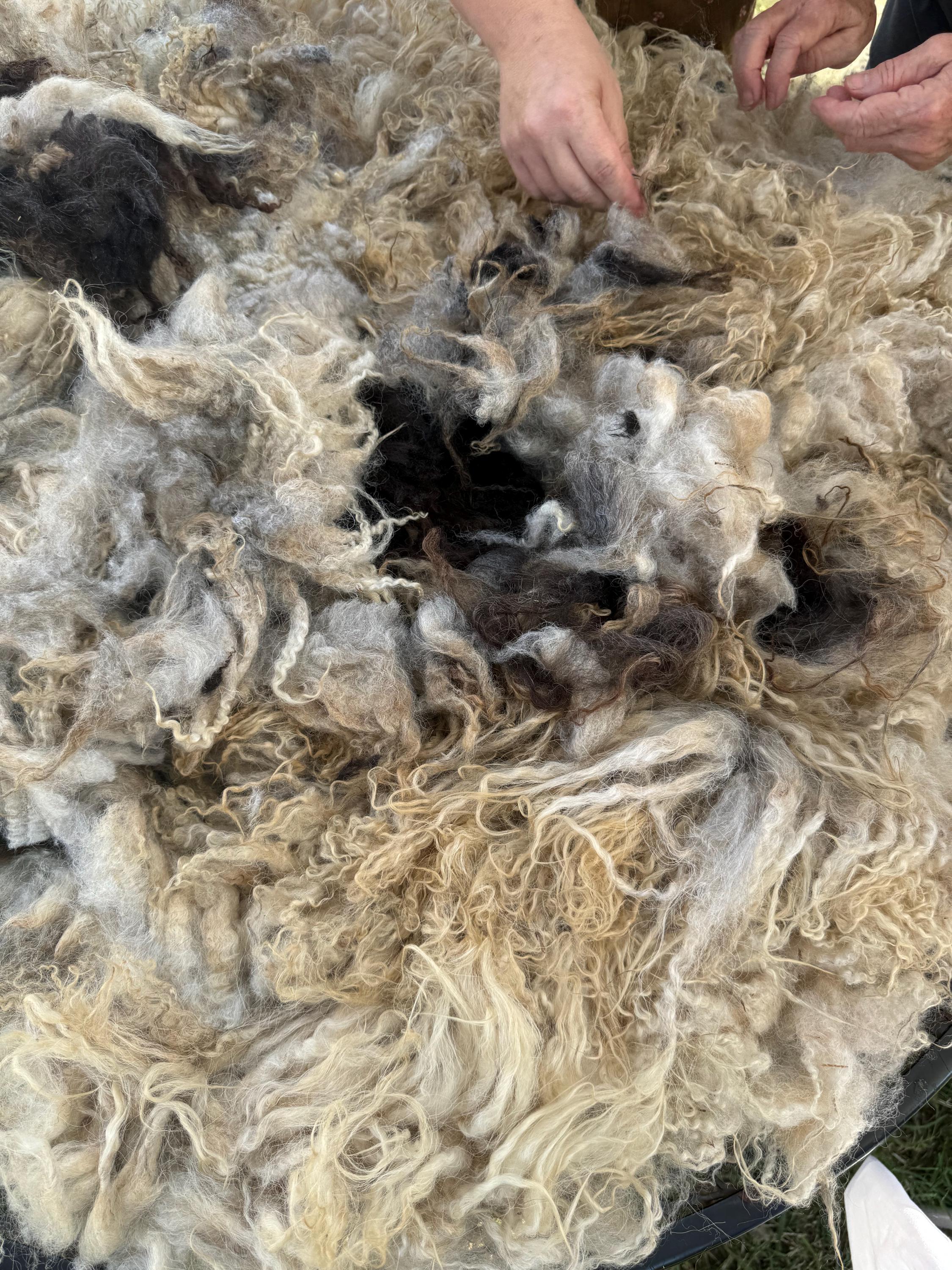 IRIS Raw Wool Icelandic Sheep Lambswool, Whole Fleece, Raw Wool ...