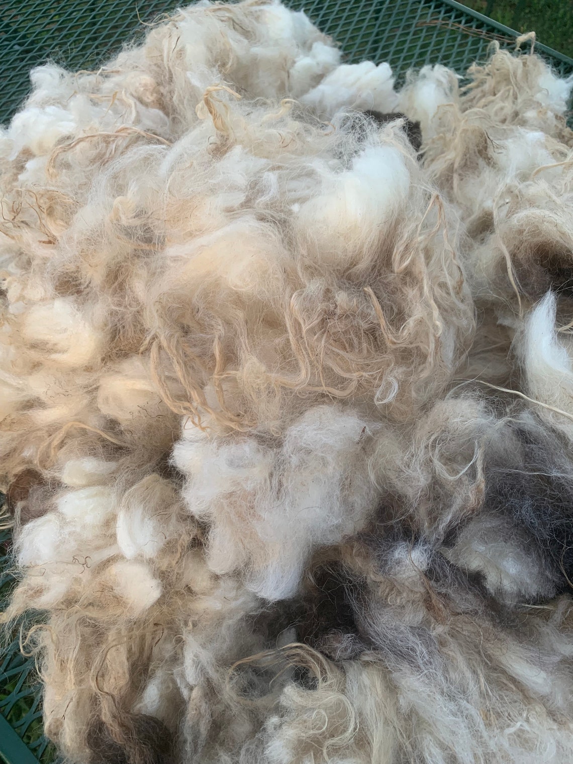 HEIDI Raw Wool Icelandic Sheep Lambswool, Icelandic Sheep, Wool for ...