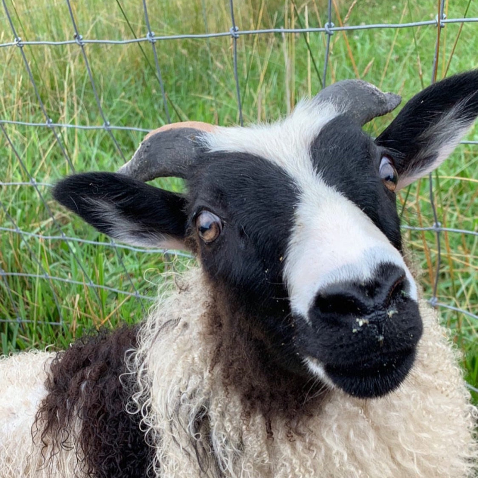 HEIDI Raw Wool Icelandic Sheep Lambswool, Icelandic Sheep, Wool for ...