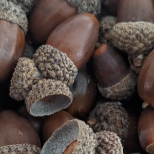 Acorn With and Without Caps - Etsy