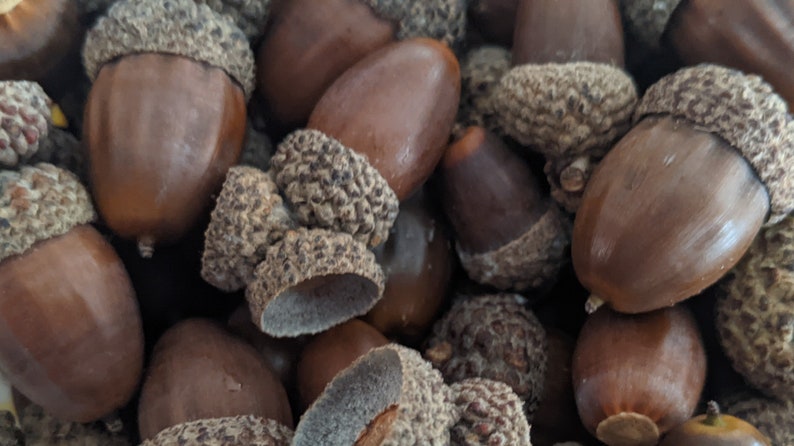 Acorn With and Without Caps - Etsy