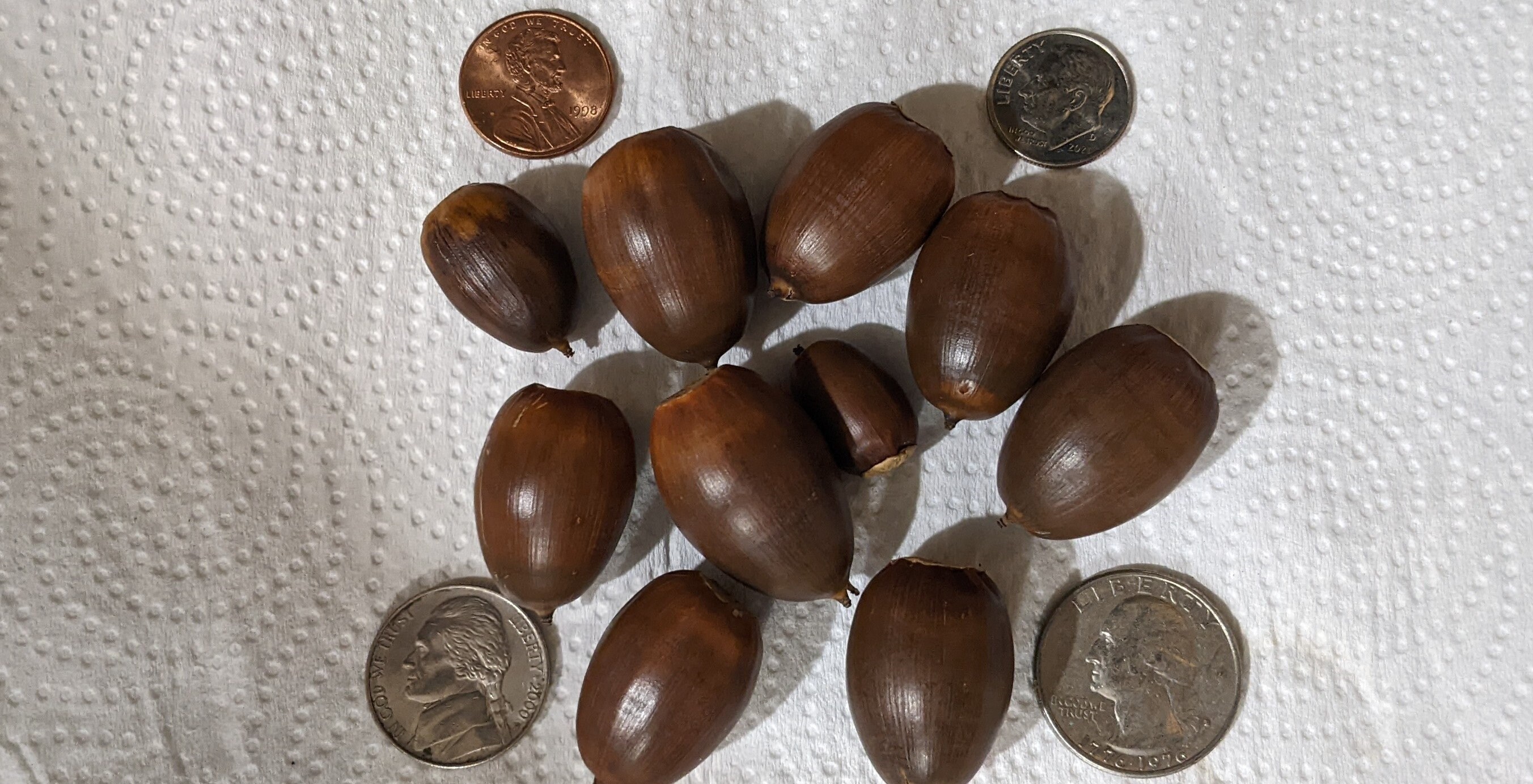Acorn With and Without Caps - Etsy