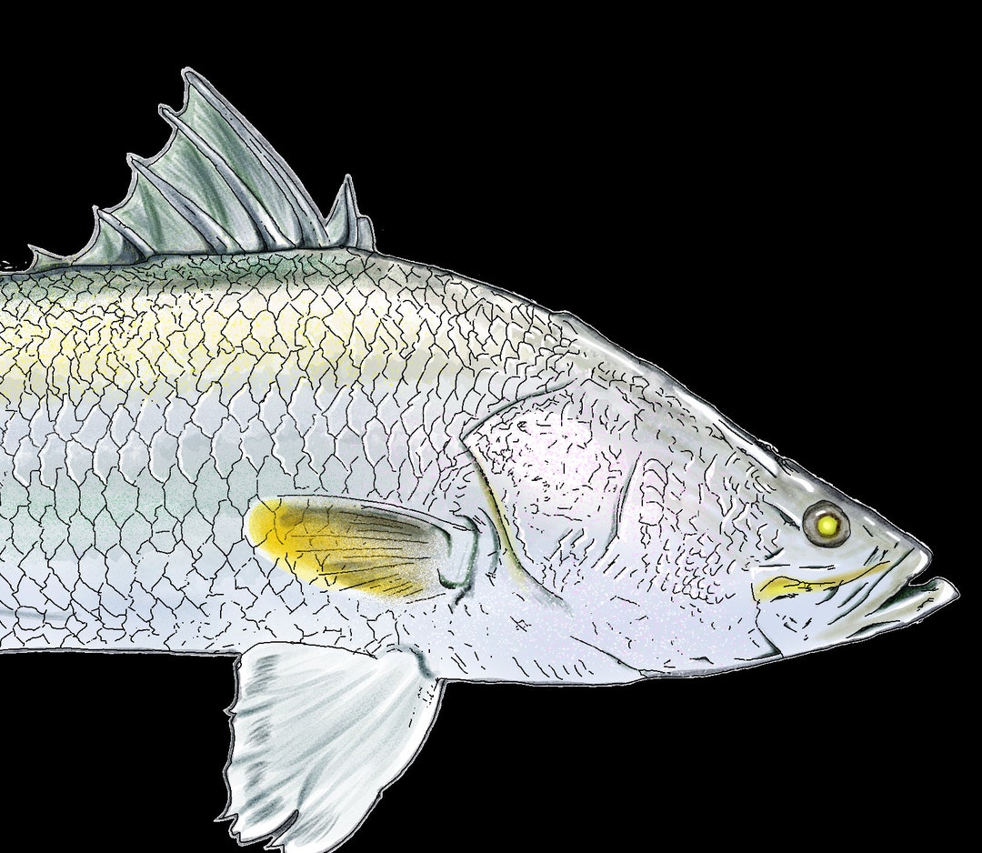 Barramundi Fishing PNG 31x15 Inches 79x38 Cm Fishing, Fish PNG, High ...