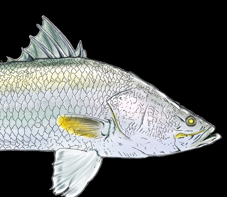 Barramundi Fishing PNG 31x15 Inches 79x38 Cm Fishing, Fish PNG, High ...