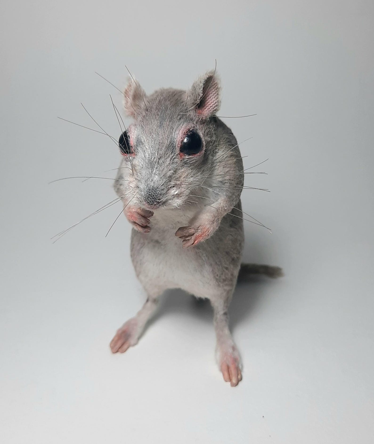 Handmade, Stuffed, Lifelike and Super Realistic Collectable Faux Fur ...