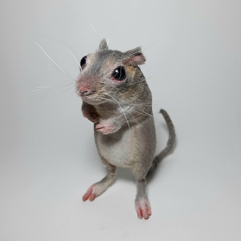 Faux Taxidermy Plush - Etsy