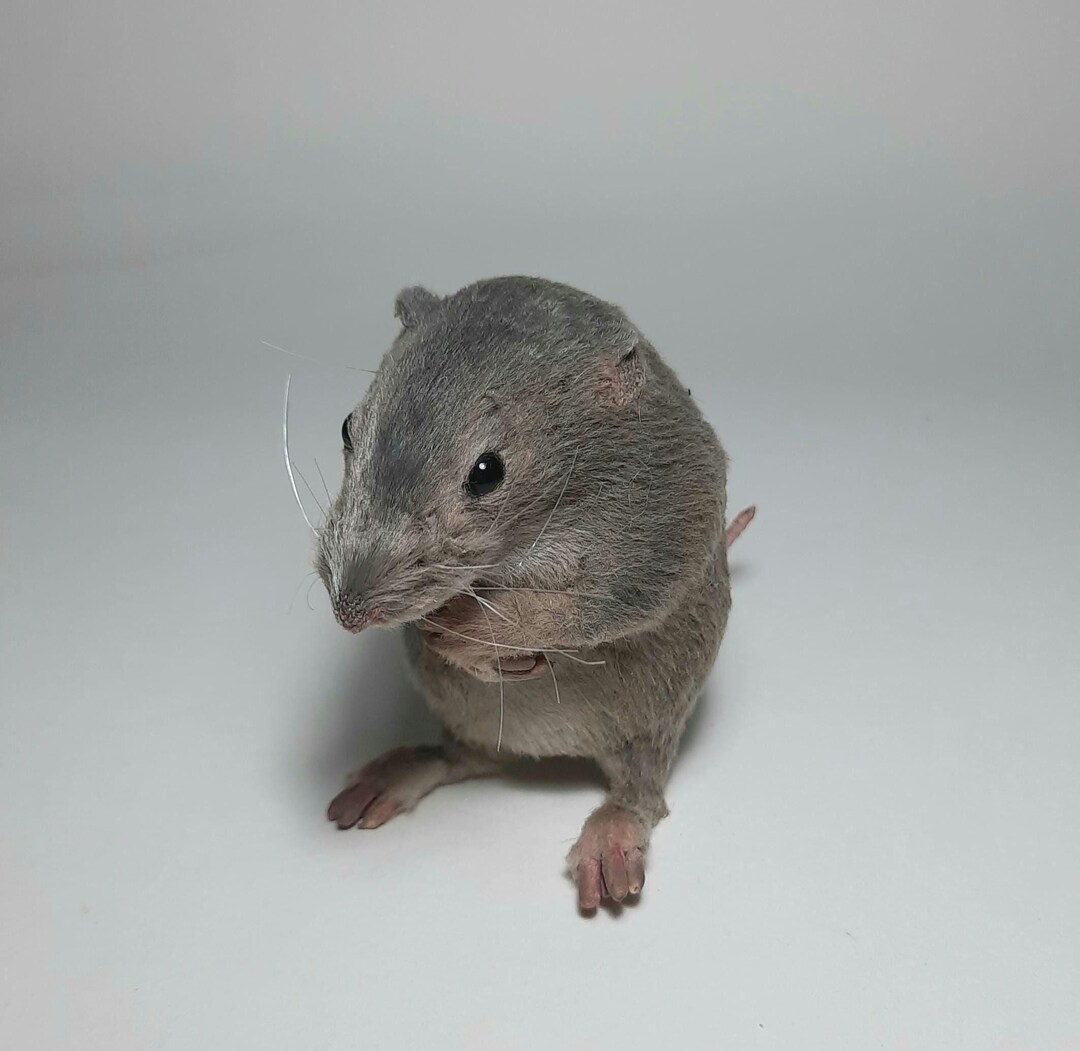 Handmade, Stuffed, Lifelike and Super Realistic Collectable Faux Fur ...