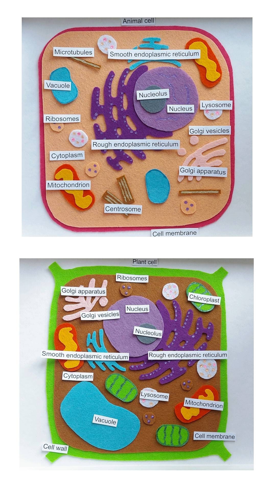 Plant Cell 3d Model Clay