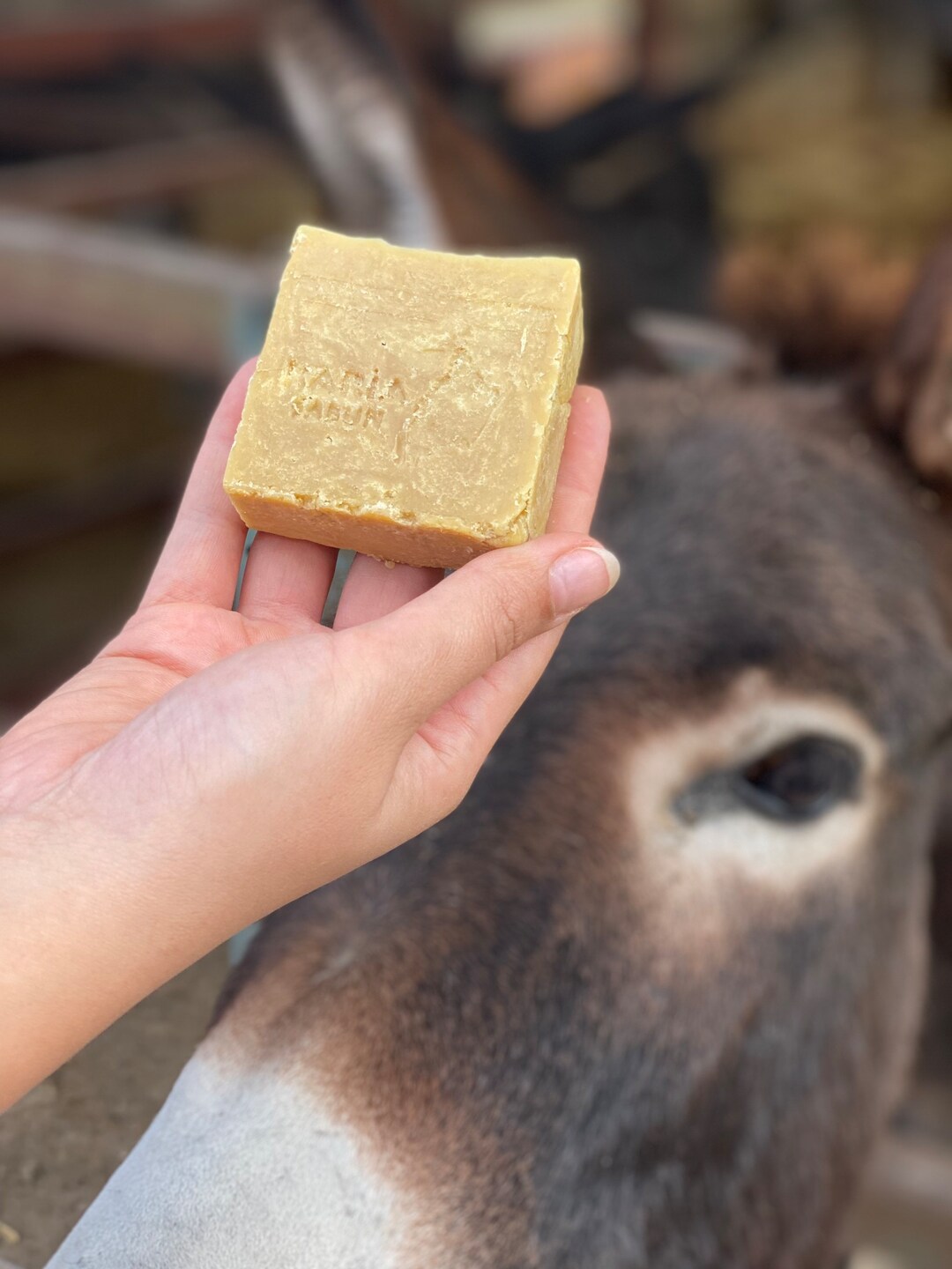 Donkey Milk Soap, From Our Own Farm - Suitable for Gift, in Gift Wrap ...