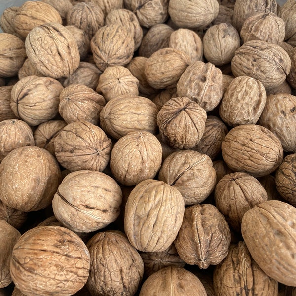 Black Walnut Shells - Etsy